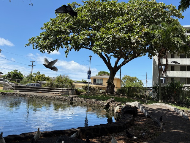 Do You Know of this Hidden Gem in the Middle of Honolulu? | Urban ...